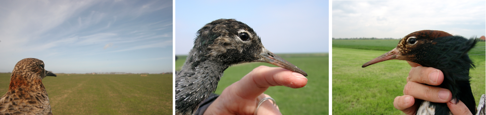 International Wader Study Group | » Spotlight: Citizen Science and ...