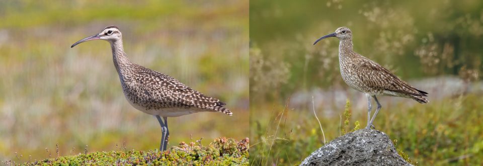 International Wader Study Group | » The ABA checklist in North America ...